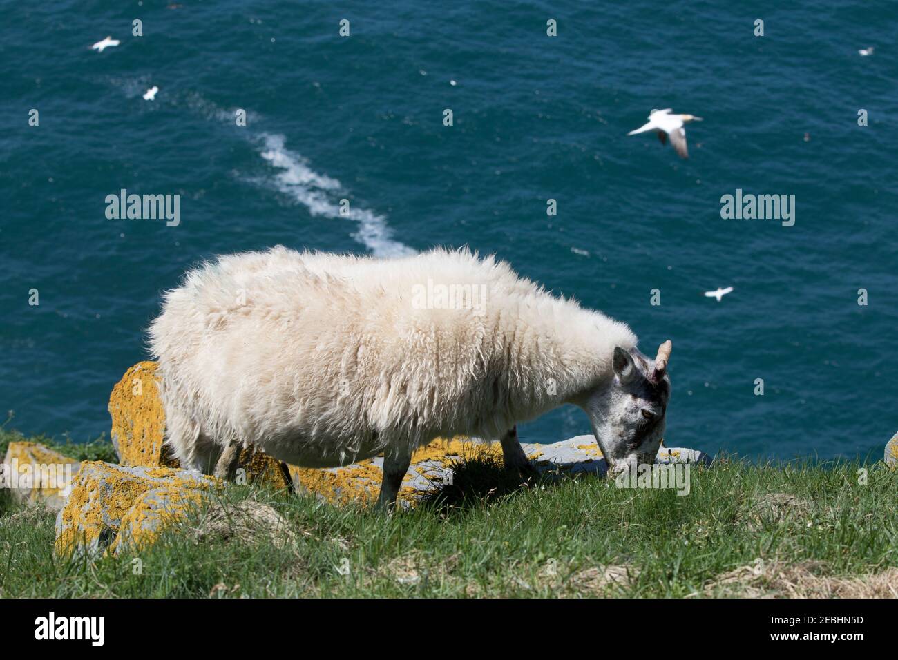 Sheep mating hi-res stock photography and images - Alamy
