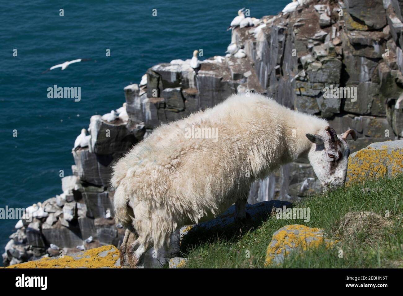 sheep grazing at Cape St. Mary's ecological reserve, Newfoundland ...