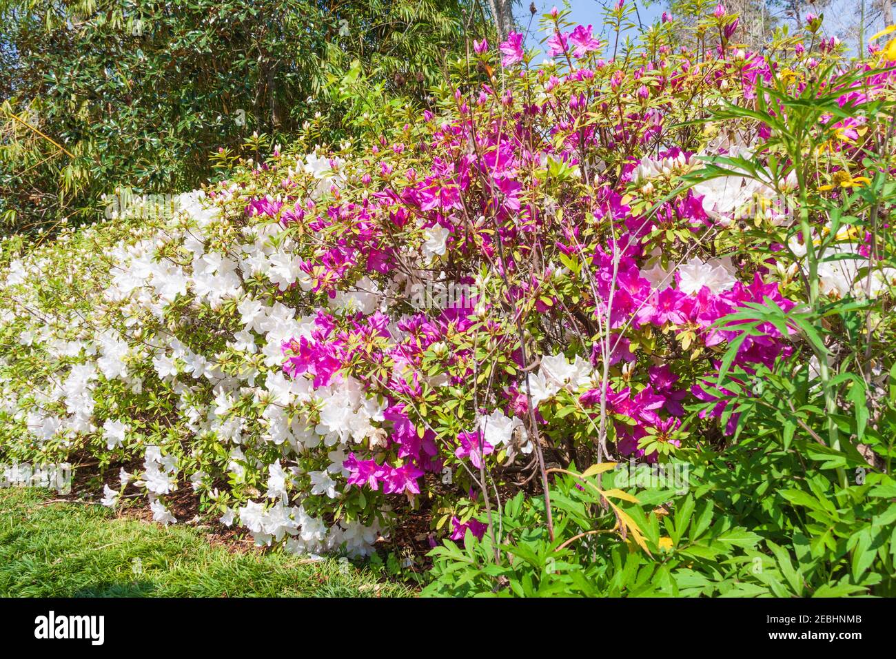 Azalea gardens at Mercer Arboretum and Botanical Gardens in Spring ...
