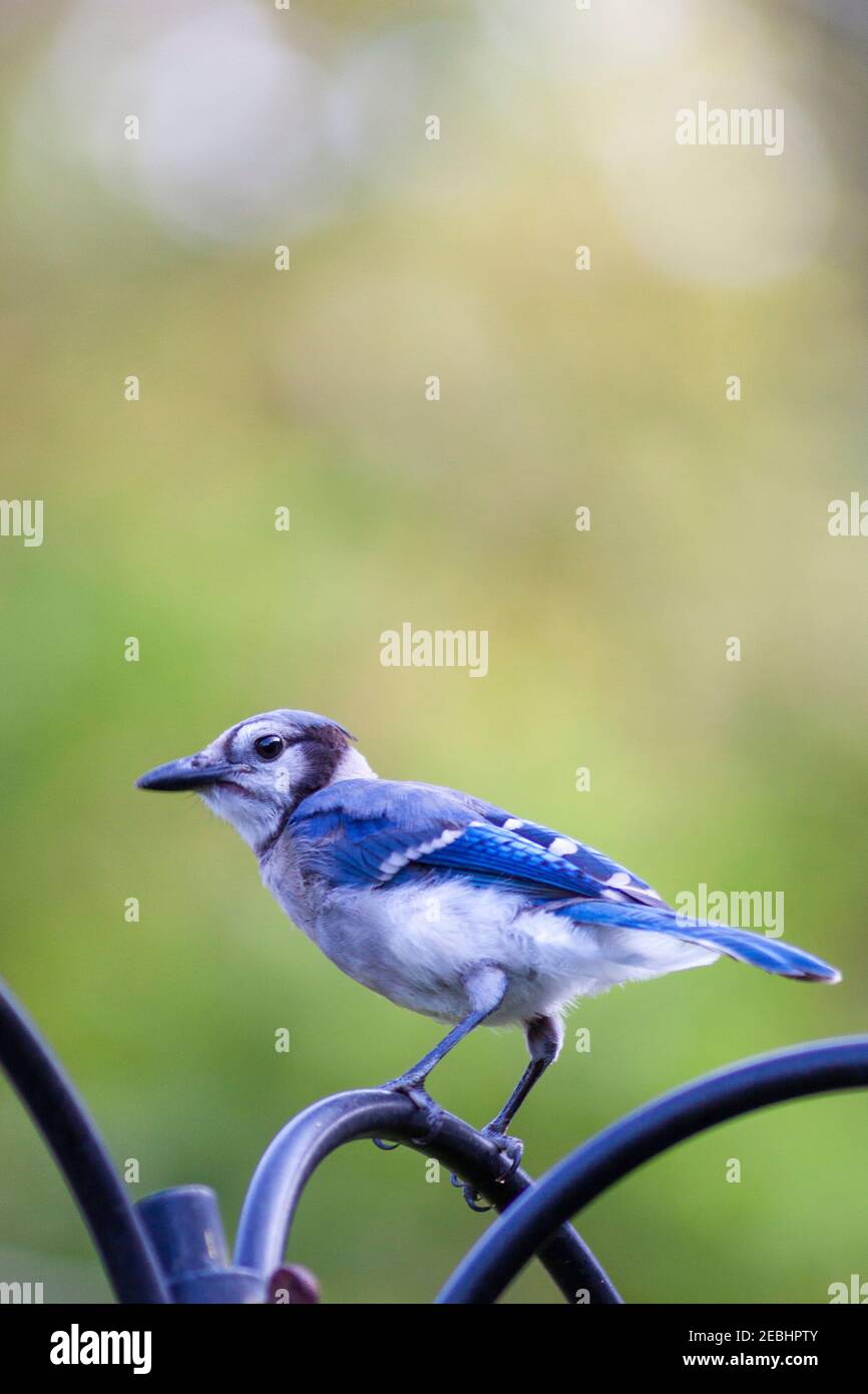 Eastern blue jay hi-res stock photography and images - Alamy
