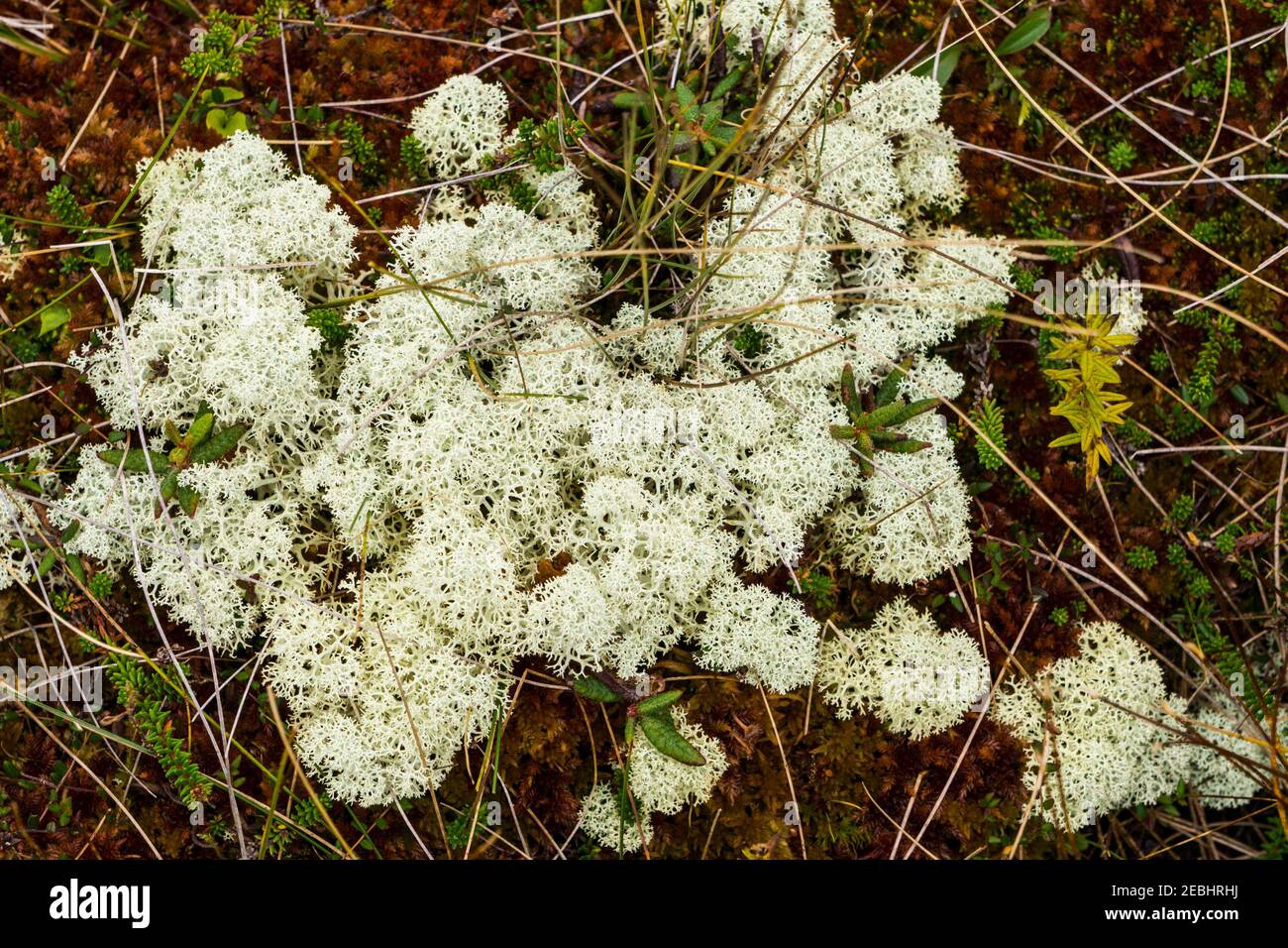 Furry moss hi-res stock photography and images - Alamy