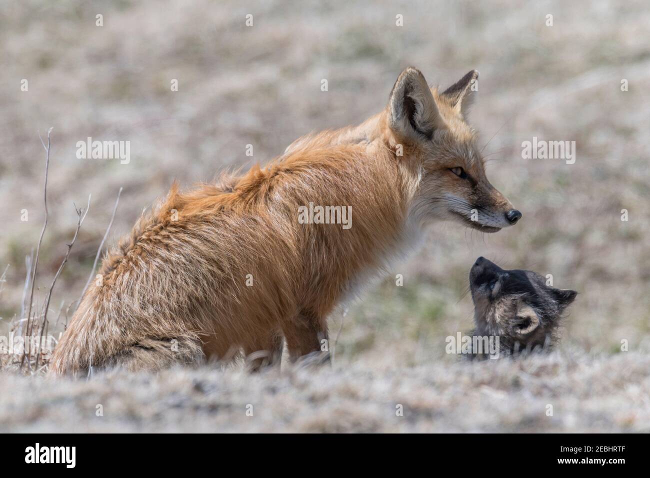 Red fox adult female with pup Cape St. Mary's, Newfoundland Stock Photo ...