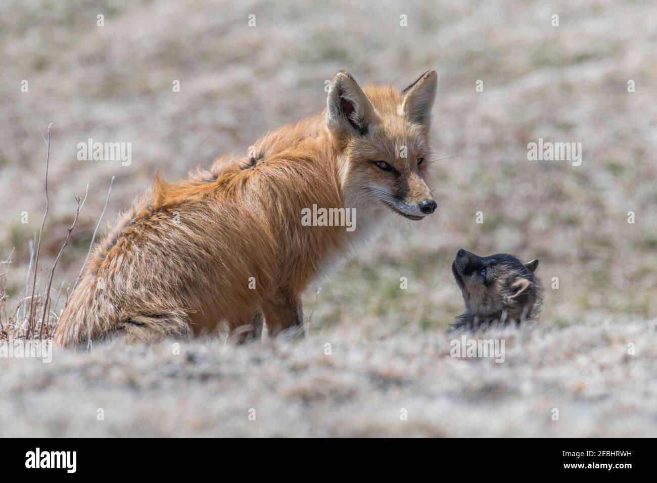 Cape fox village hi-res stock photography and images - Alamy