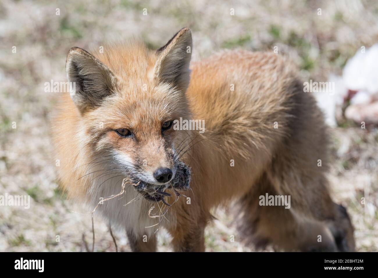 Red fox female carrying a vole she caught in her mouth Cape St. Mary's ...