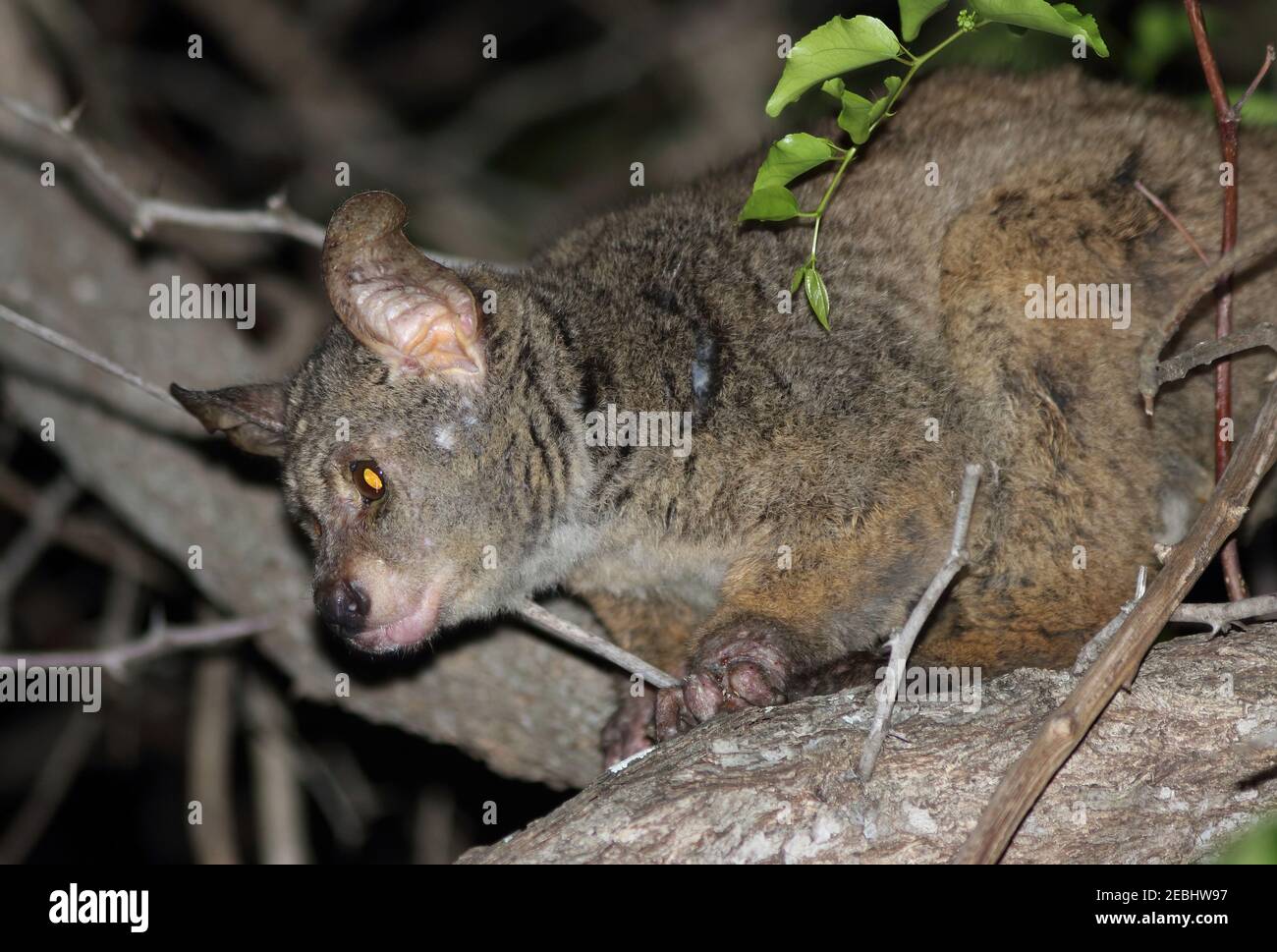 Thick tailed greater galago hi-res stock photography and images - Alamy