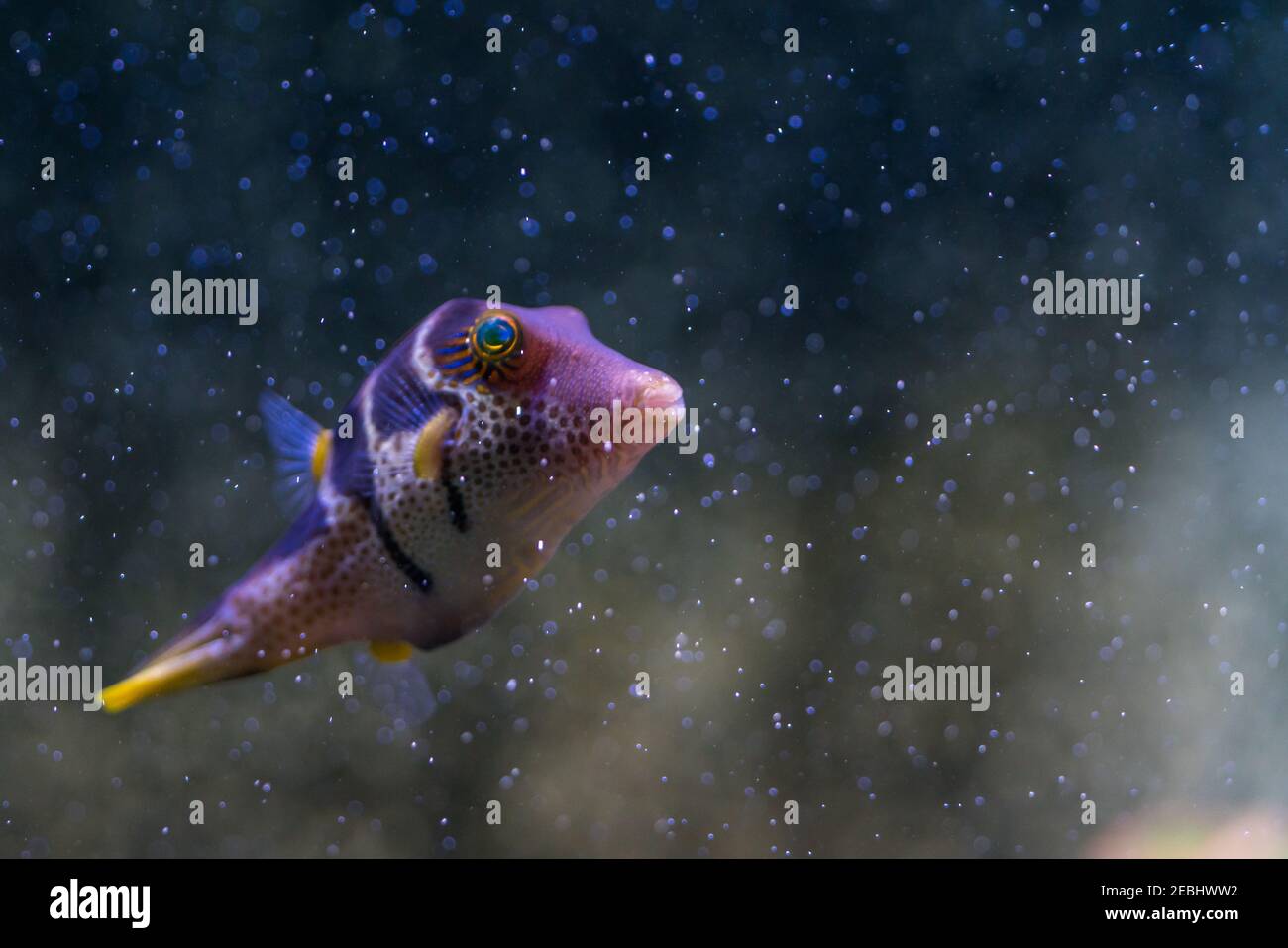 Purple Tropical fish in an aquarium Stock Photo - Alamy