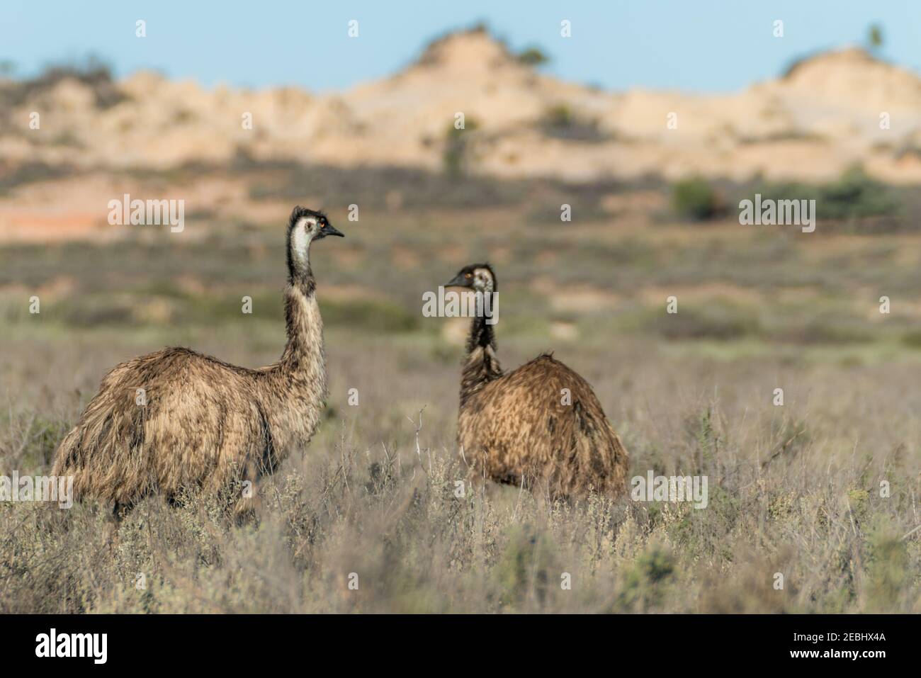 Two emus hi-res stock photography and images - Alamy