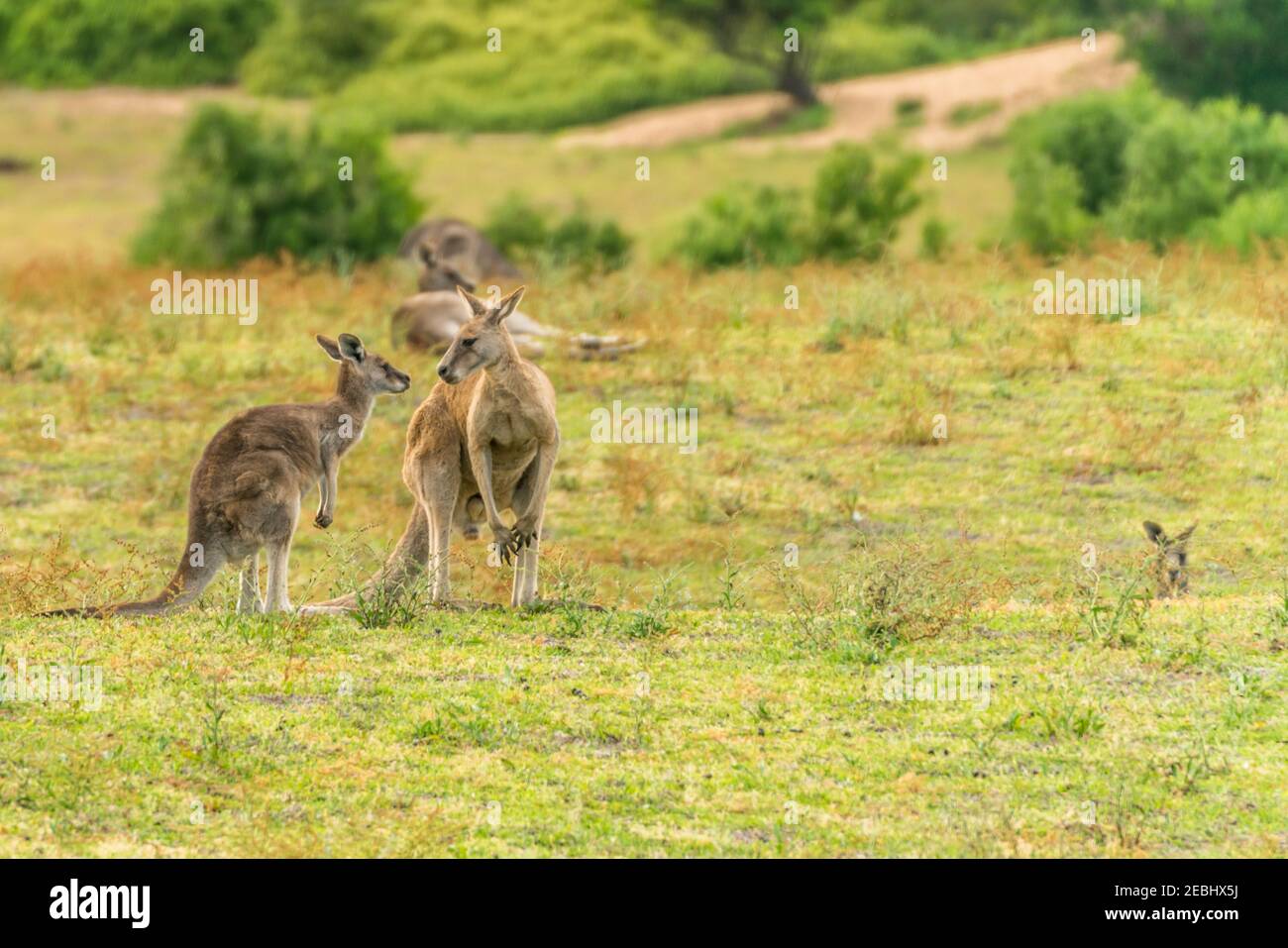 mother and baby kangaroo having a heart to heart Stock Photo - Alamy