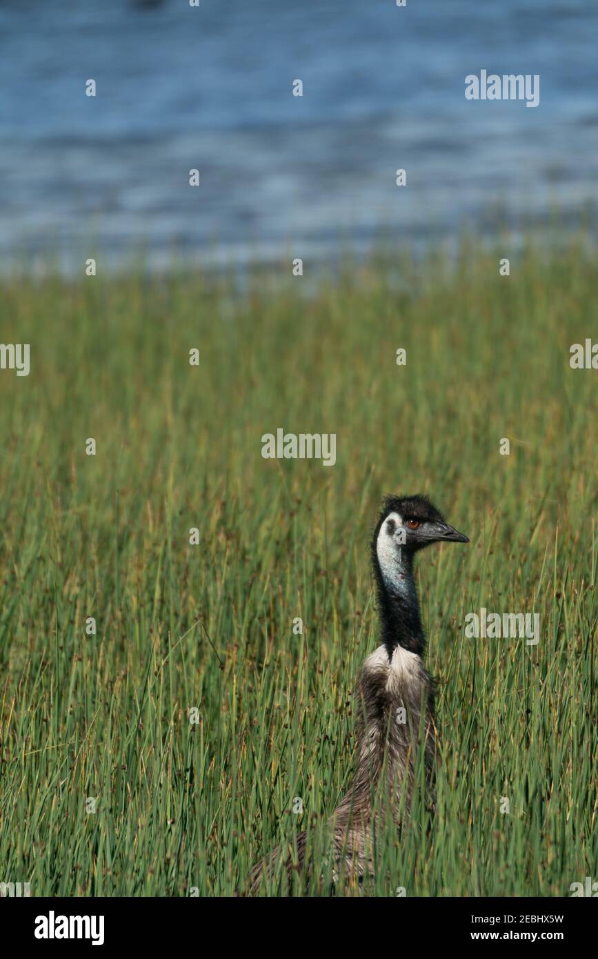 Emu checking out the action in tall grass near lake Stock Photo - Alamy