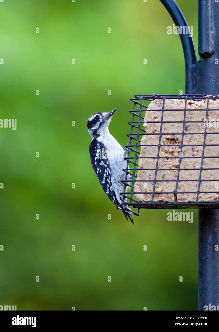 Small woodpecker with short bill hi-res stock photography and images ...