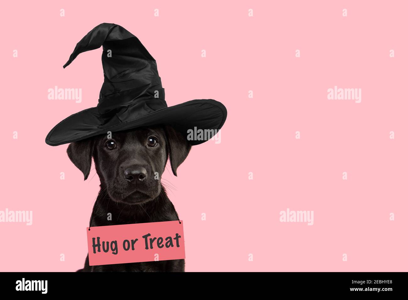 Black labrador retriever wearing hat hi-res stock photography and ...