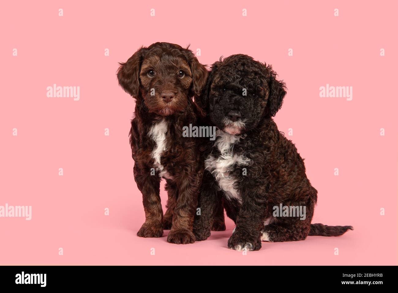 Two cute brown labradoodle puppy dogs sitting together looking at the ...