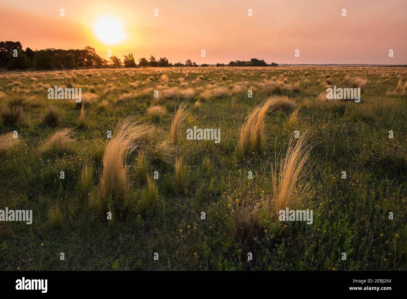 Pampas grass environment in Pampas plain, La Pampa province, Patagonia ...
