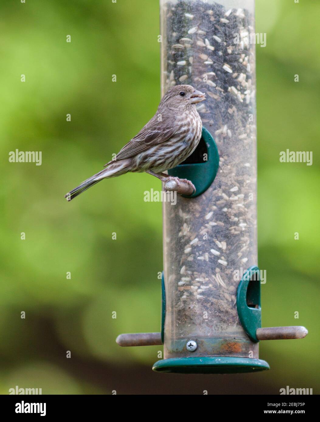 Mainly permanent residents throughout their range hi-res stock ...