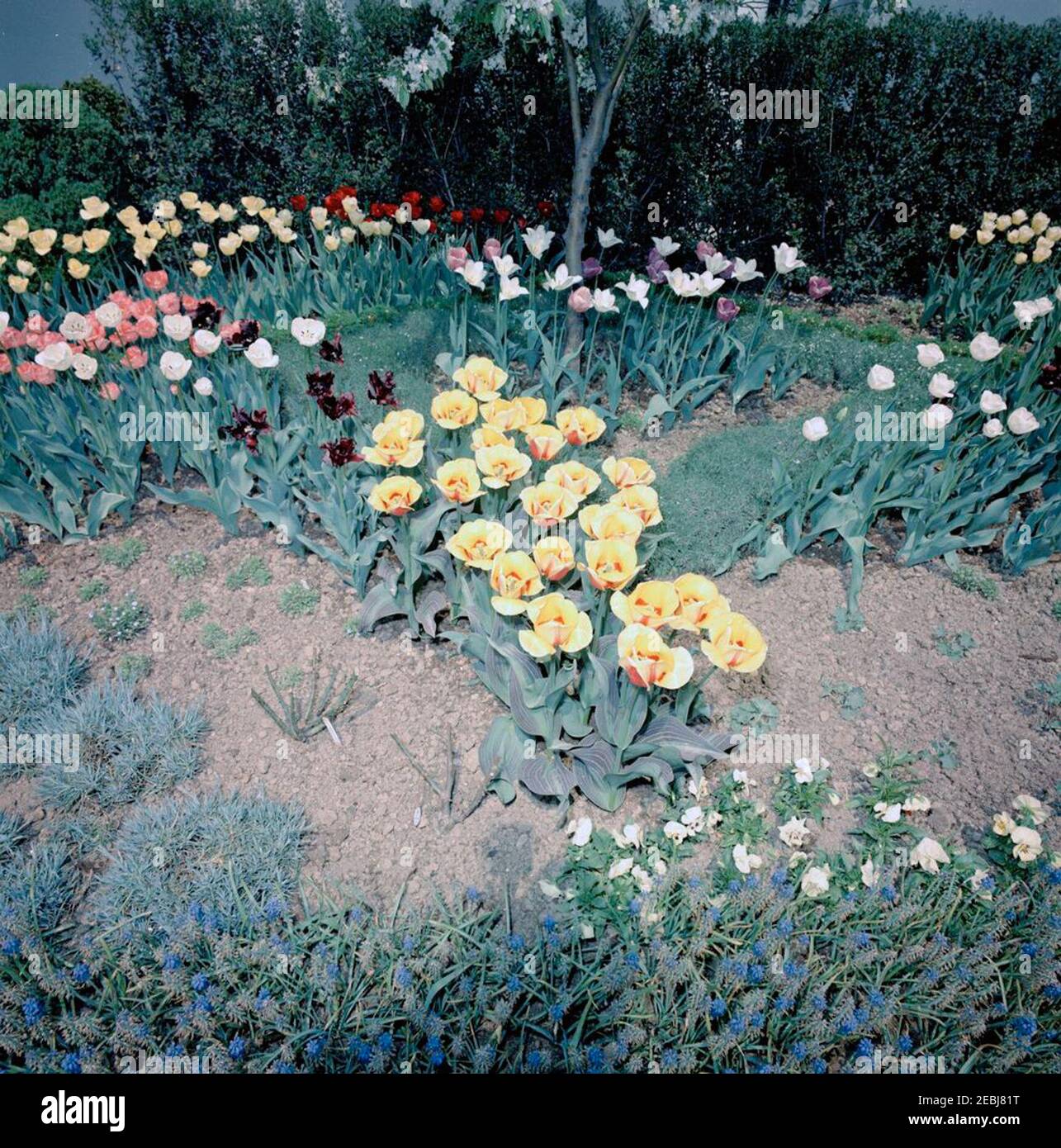 Rose Garden, views. Flowers in the Rose Garden. White House, Washington ...