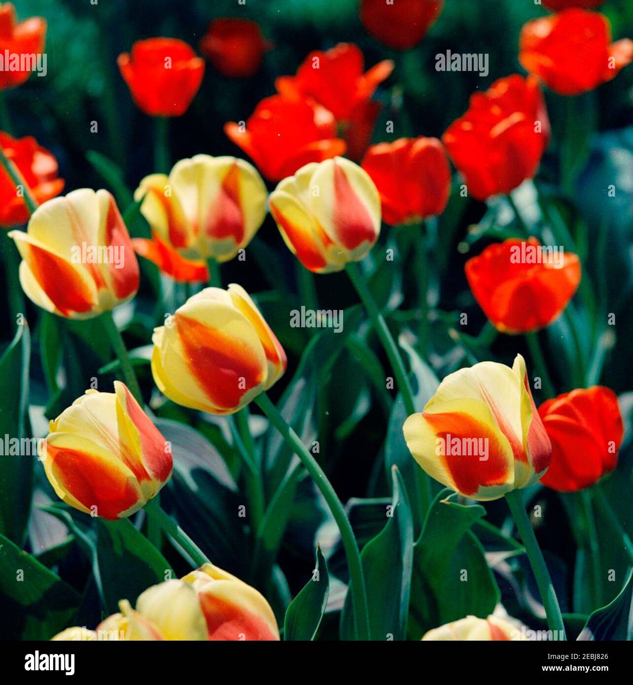 Flowers in White House gardens (close-ups). Close-up view of tulips in ...