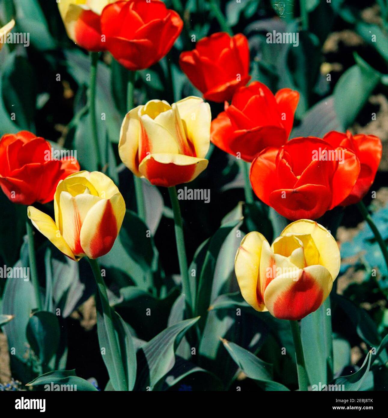 Discoloration white rose hi-res stock photography and images - Alamy