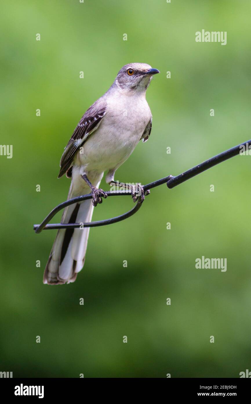 Northern Mockingbird on backyard feeder in Spring, Texas Stock Photo ...