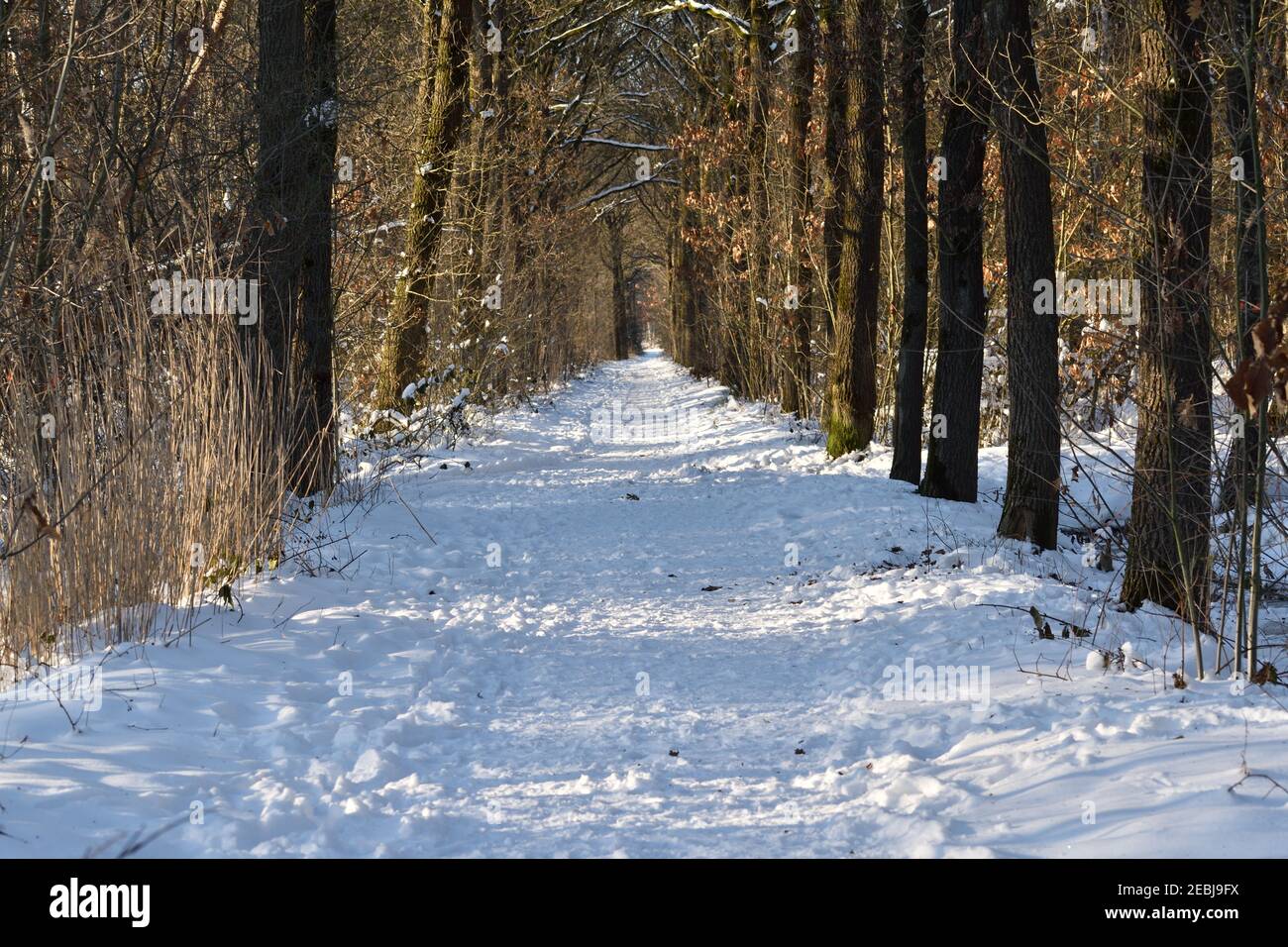Snow covered path through a forest in the Netherlands Stock Photo - Alamy