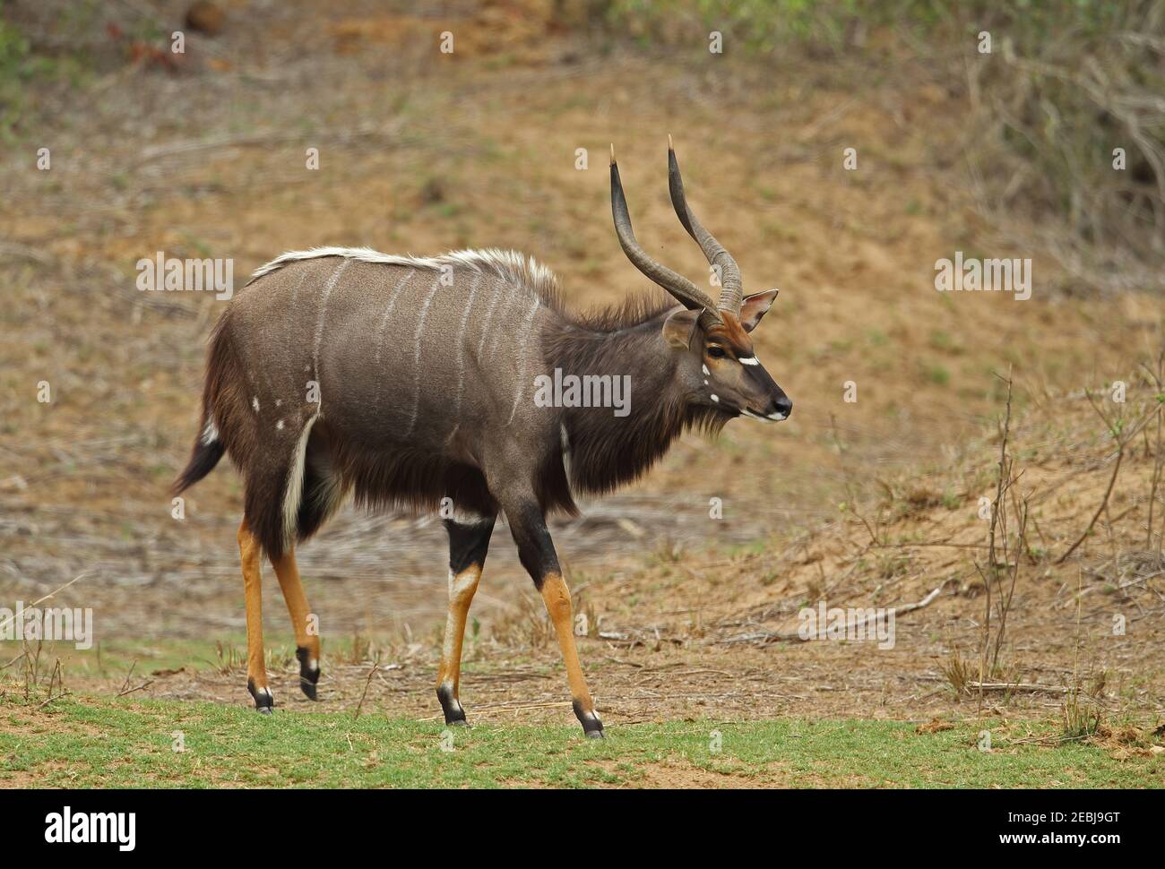 Tembe elephant park hi-res stock photography and images - Alamy