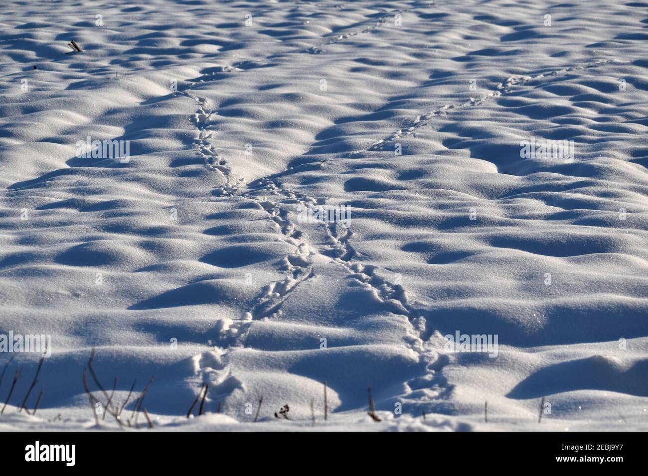 Rabbit tracks in snow hi-res stock photography and images - Alamy