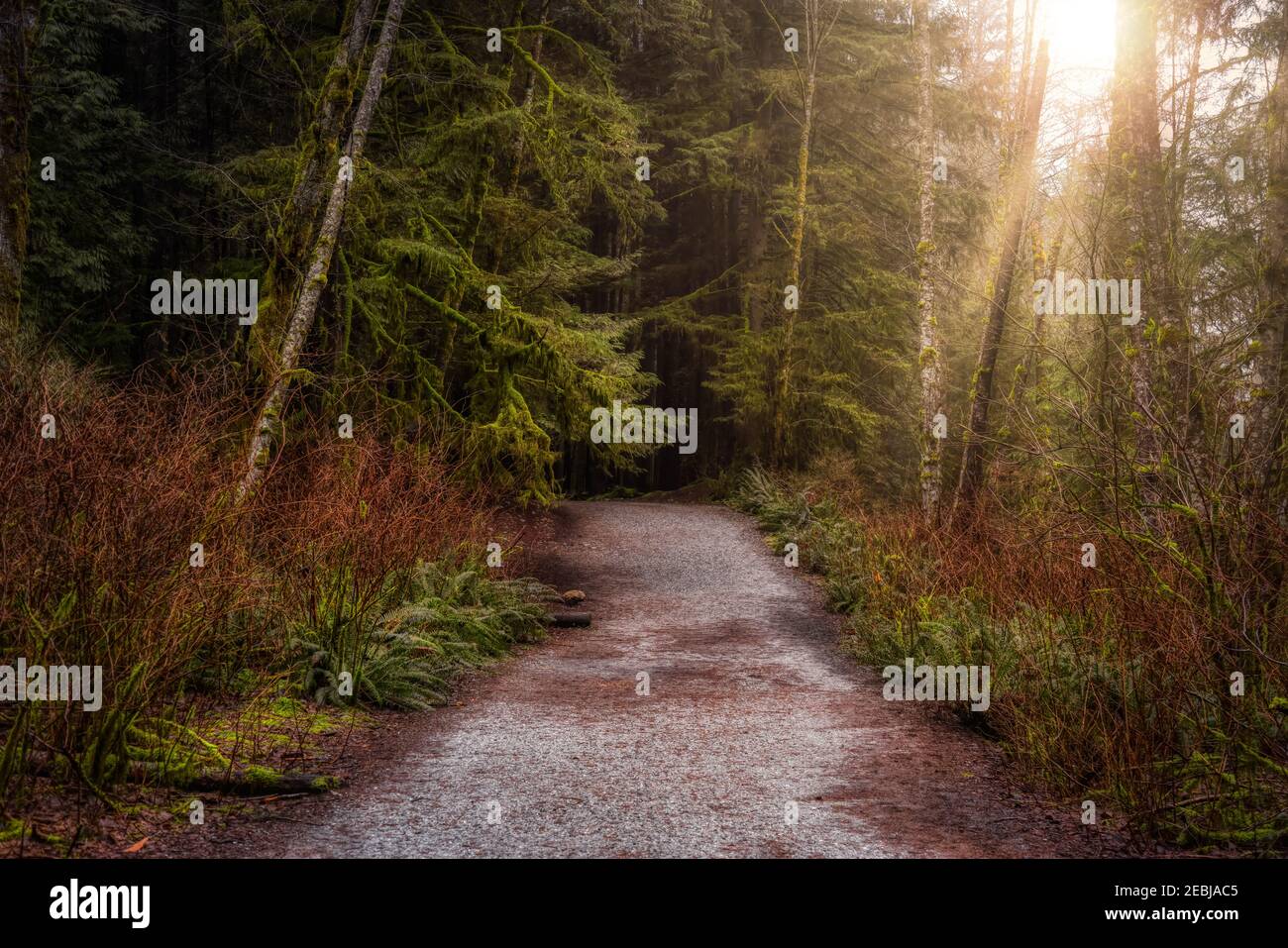 Beautiful Path in the Rainforest Stock Photo - Alamy