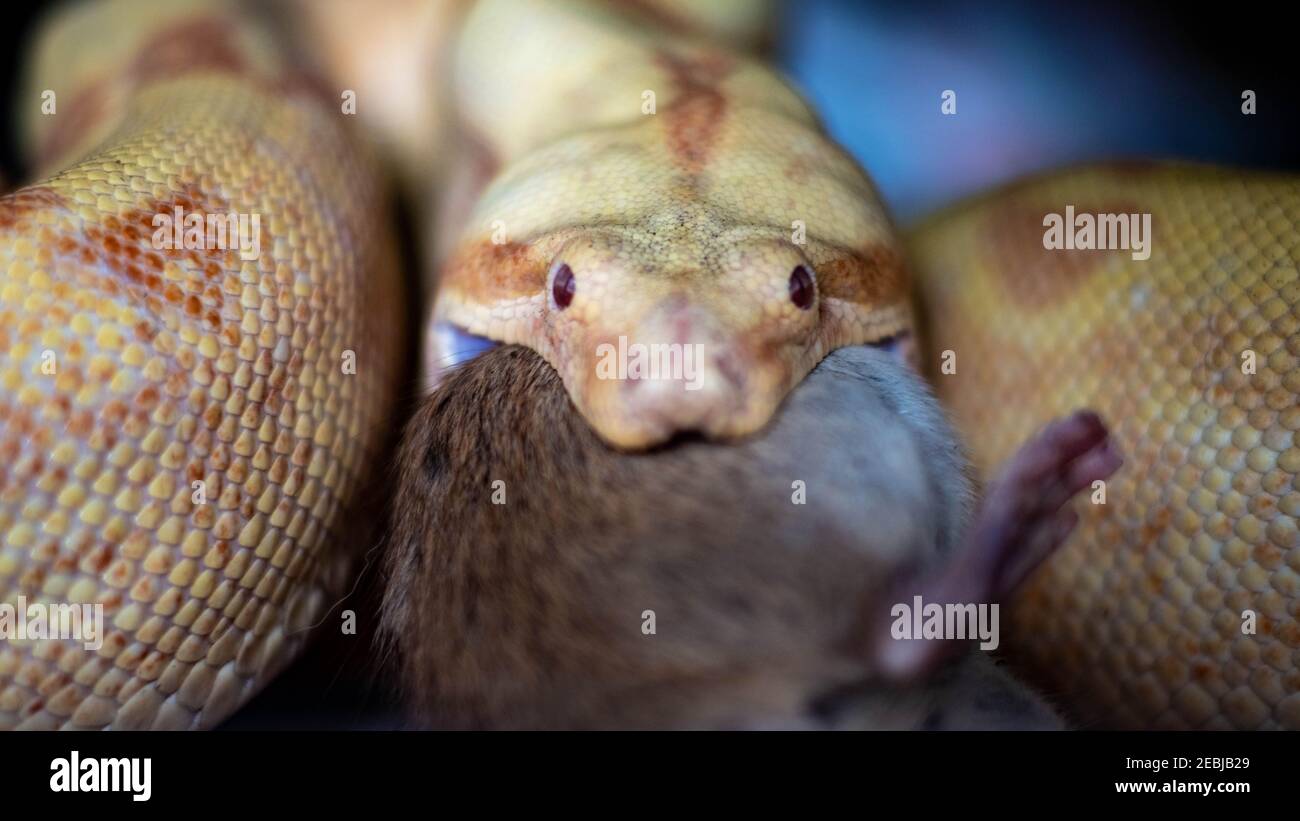 boa constrictor eats a rat. high quality close up photo Stock Photo - Alamy