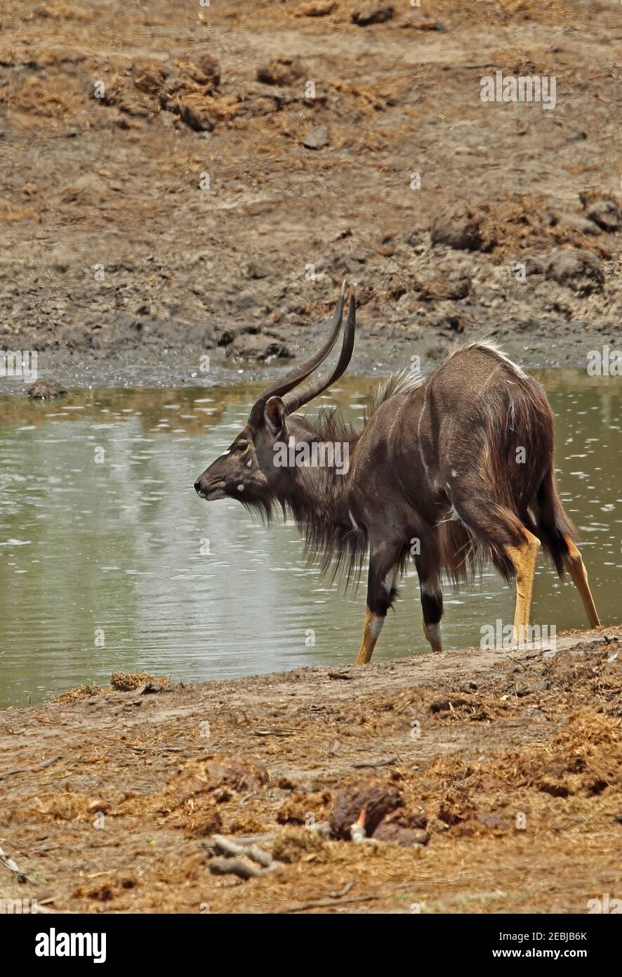 Tembe elephant park hi-res stock photography and images - Alamy
