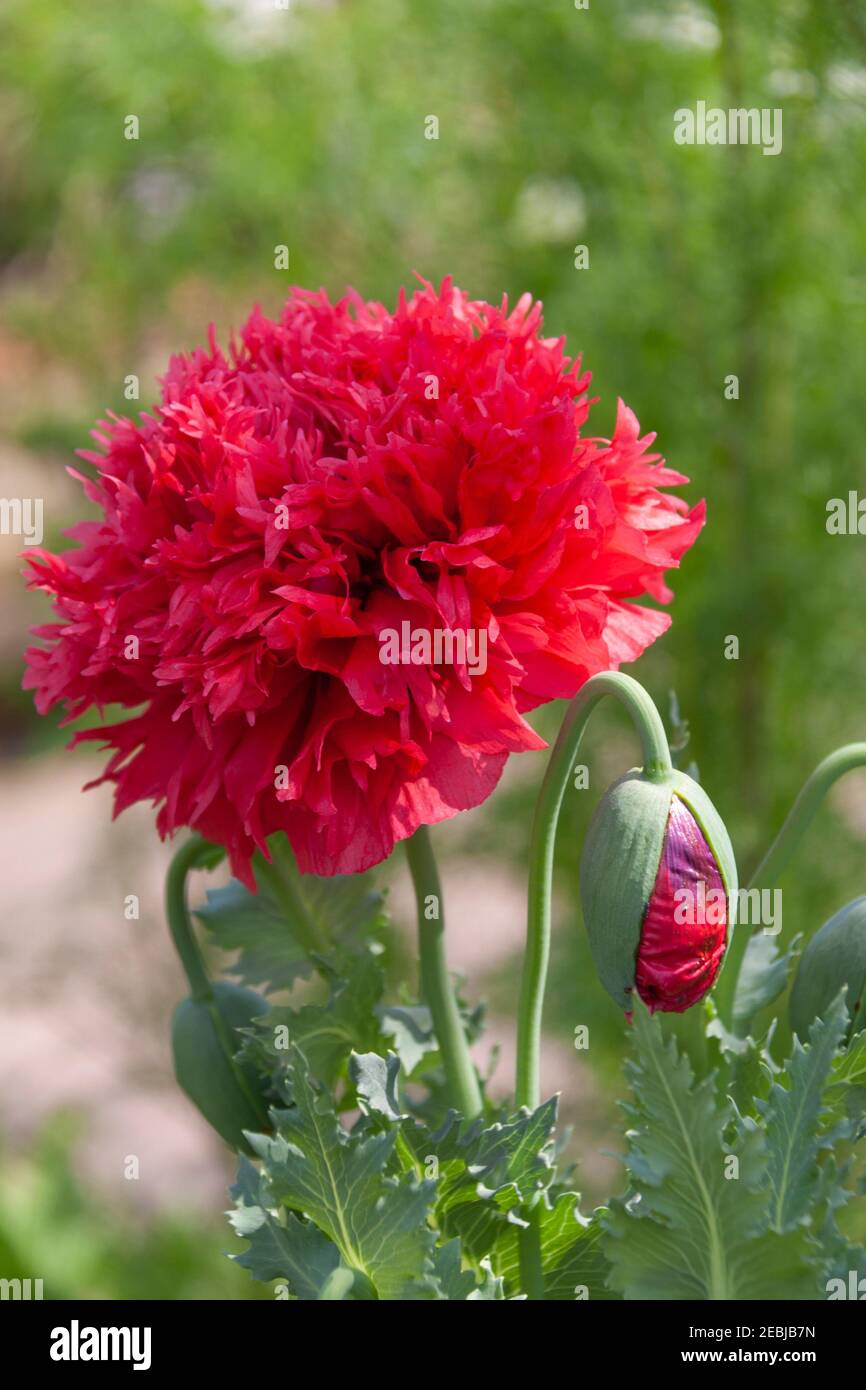 Mercer botanic garden hi-res stock photography and images - Alamy