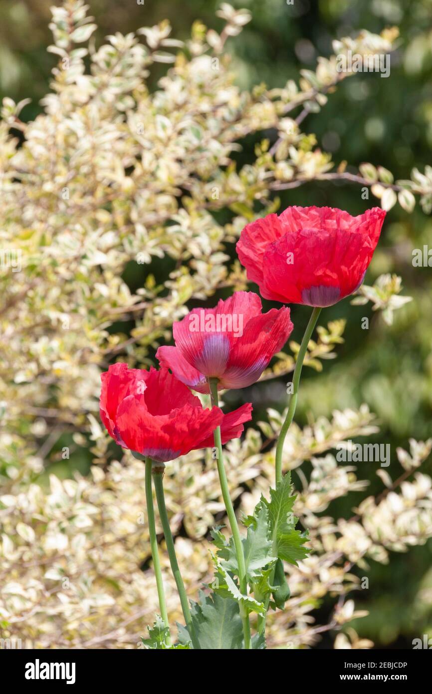 Mercer botanic garden hi-res stock photography and images - Alamy