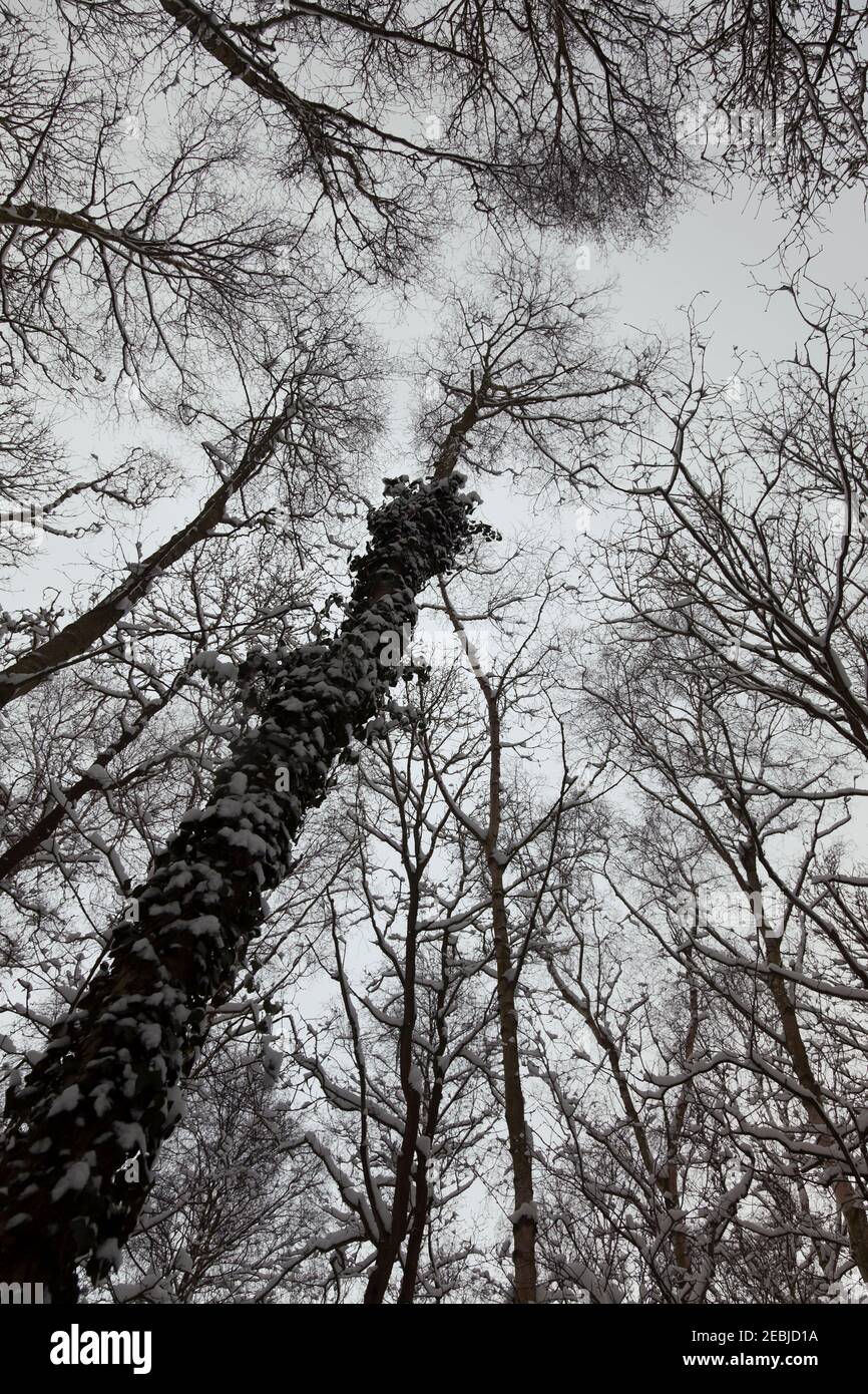 A white cloud-shrouded grey-blue wintry sky above a woodland canopy ...