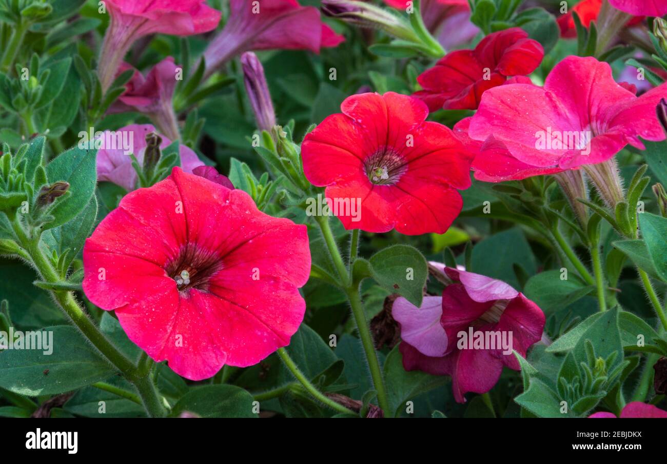 Petunia hybrid, Petunia x hybrida 'Easy Wave Red', at Mercer Arboretum ...