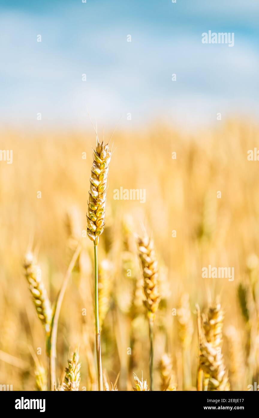 Field of golden wheat Stock Photo - Alamy