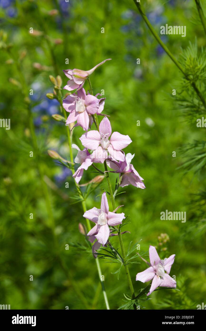 Rocket larkspur qis mix hi-res stock photography and images - Alamy