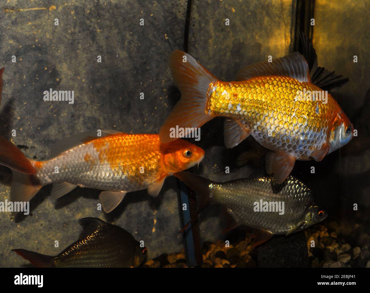 Koi fish wallpaper hi-res stock photography and images - Alamy