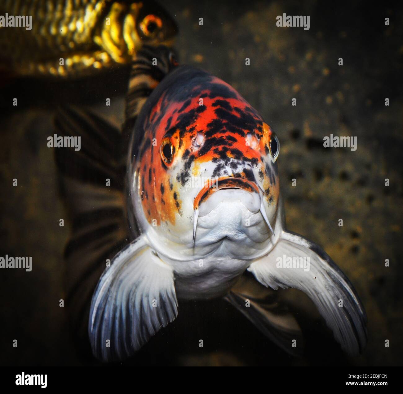 Orange And Black Koi Carp High Resolution Stock Photography and Images ...