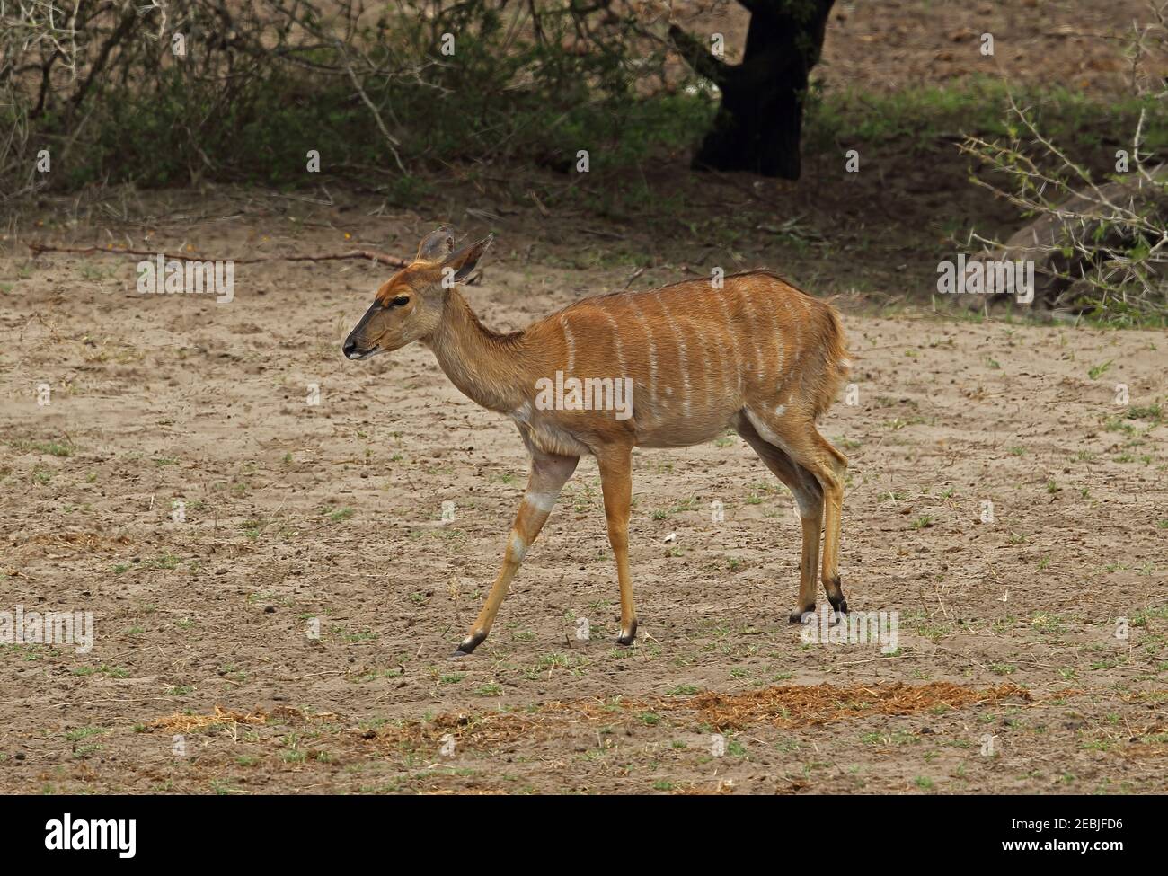 Nyala (Nyala angasii) adult female walking Tembe Elephant Park, South ...