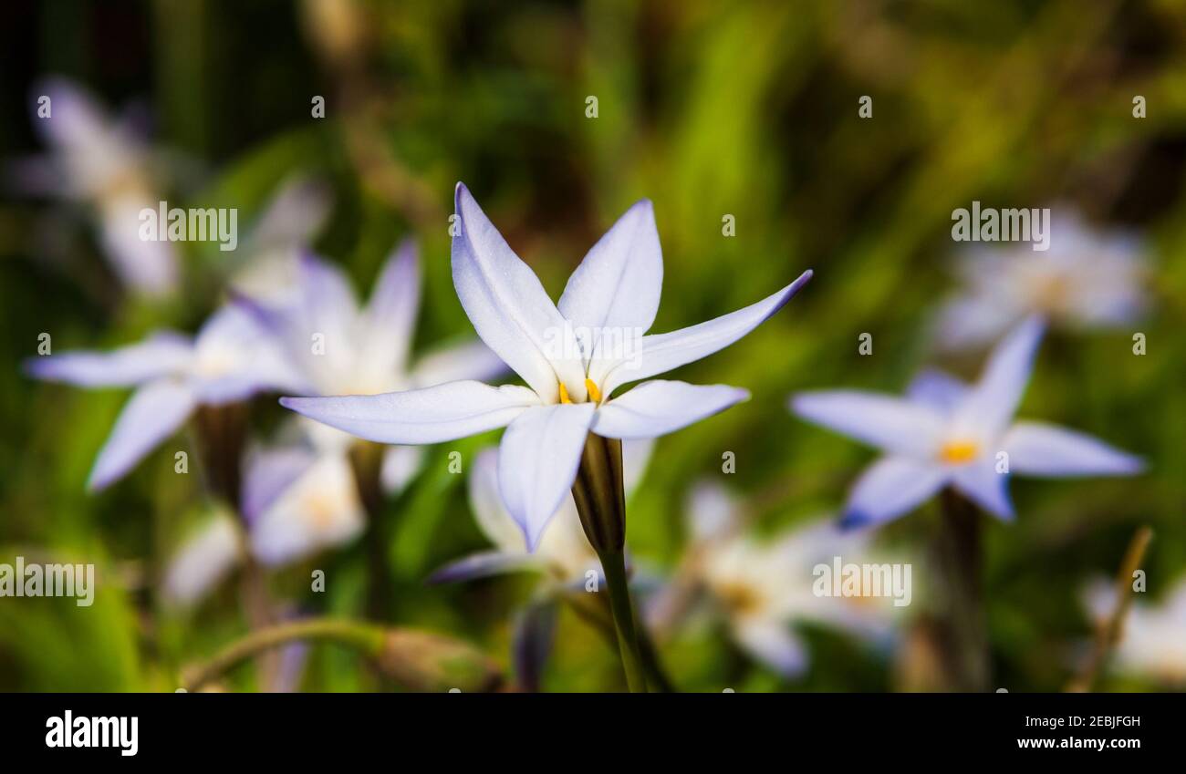 Light blue starflower hi-res stock photography and images - Alamy