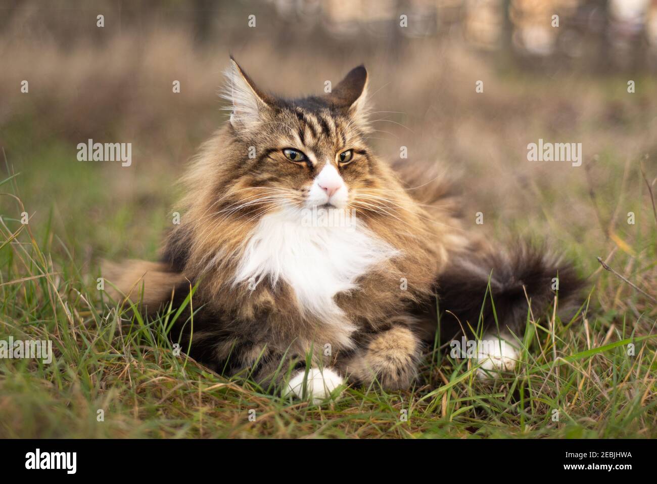 the pride of a beautiful outdoor Norwegian forest cat. freedom and ...