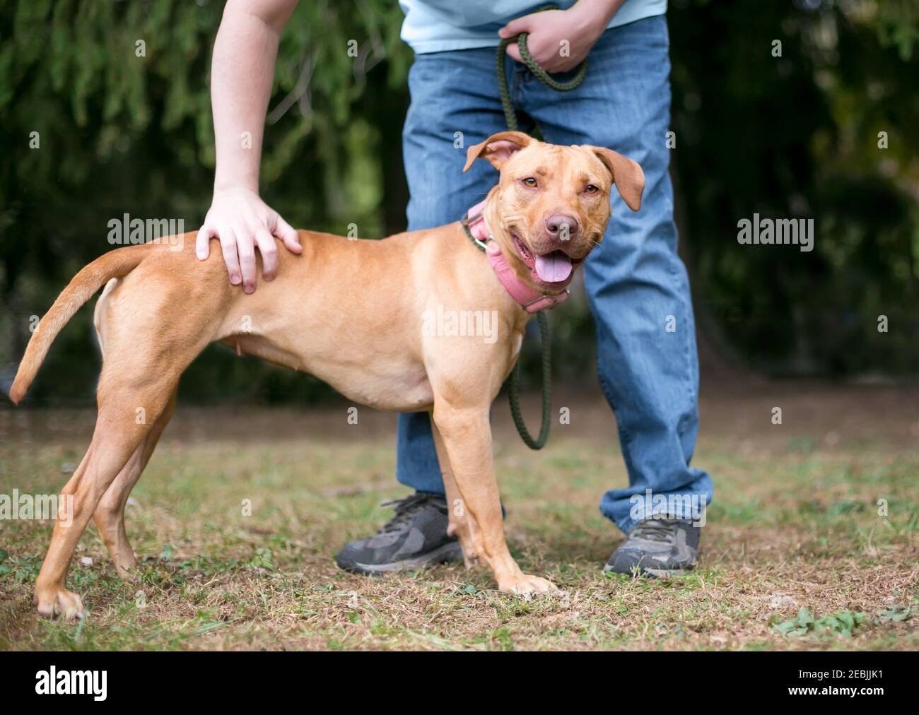 Dog love person hi-res stock photography and images - Alamy