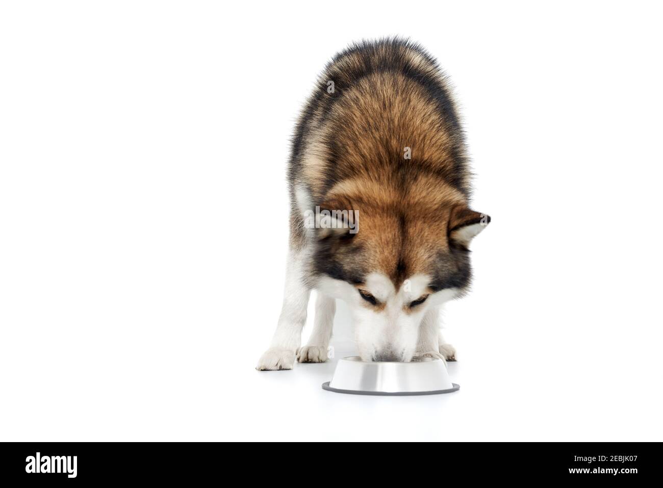 Front view of beautiful brown husky eating from a metal plate on white ...