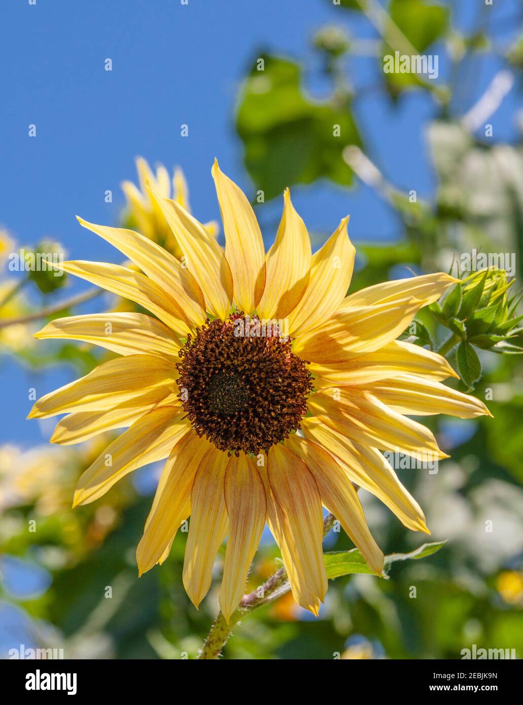 Backlit Sunflower growing in the back of a 4 acre daylily and sunflower garden and farm in Alvin ...