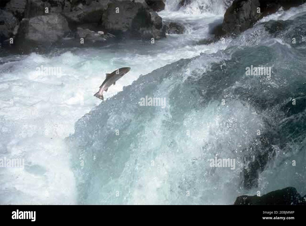 North Umpqua River, jumping fish Stock Photo - Alamy