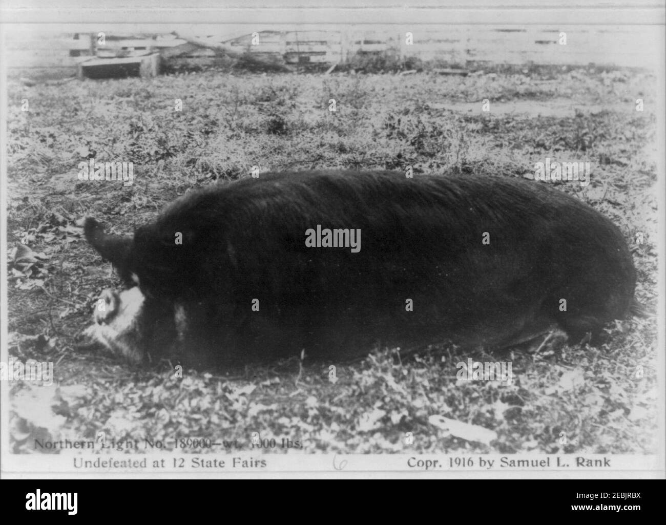 Northern Light (1000 lb. hog) undefeated at 12 state fairs Stock Photo ...
