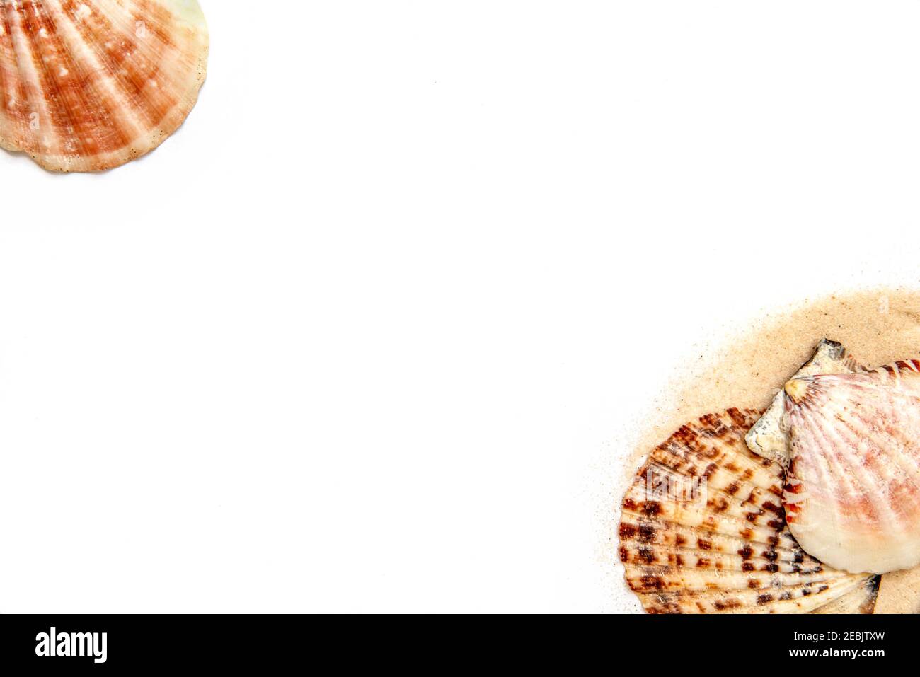 Sea shells with beach sand on white Stock Photo - Alamy
