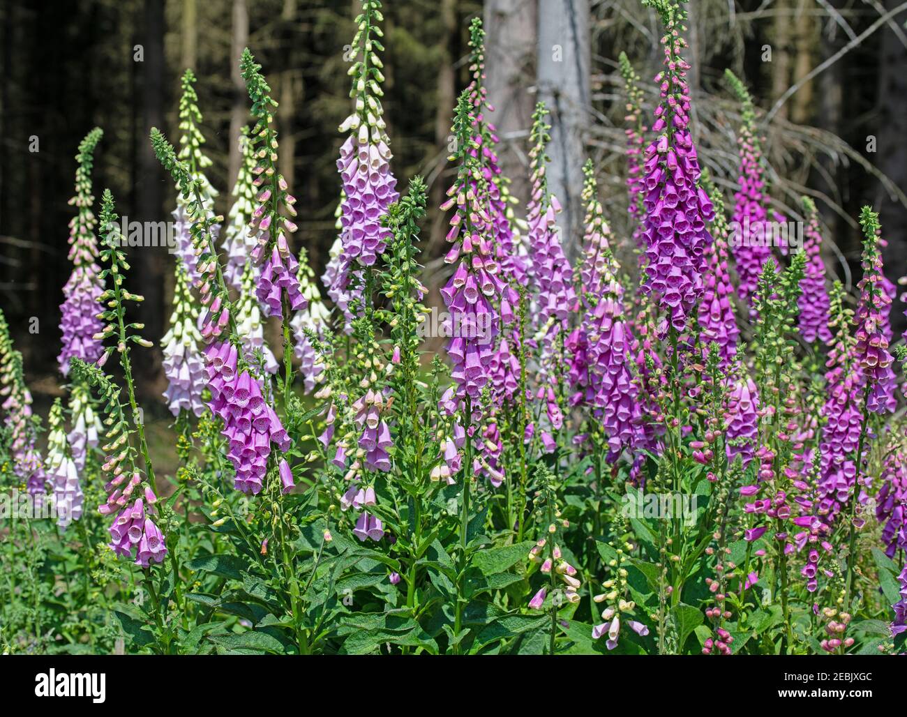Flowering red foxglove, Digitalis purpurea, in the forest Stock Photo ...