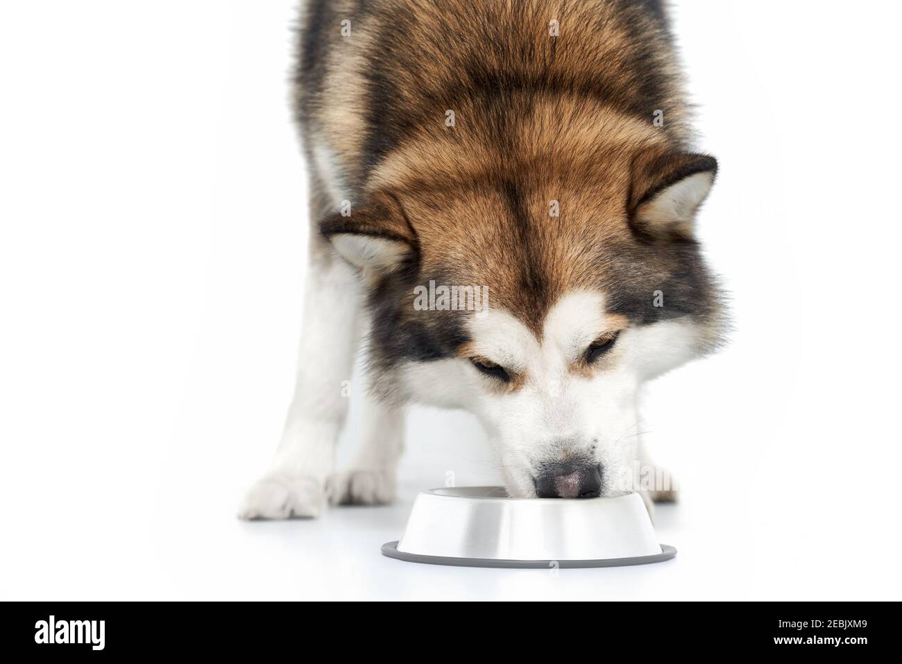 Close up of fluffy brown siberian husky dog eating favourite food on ...