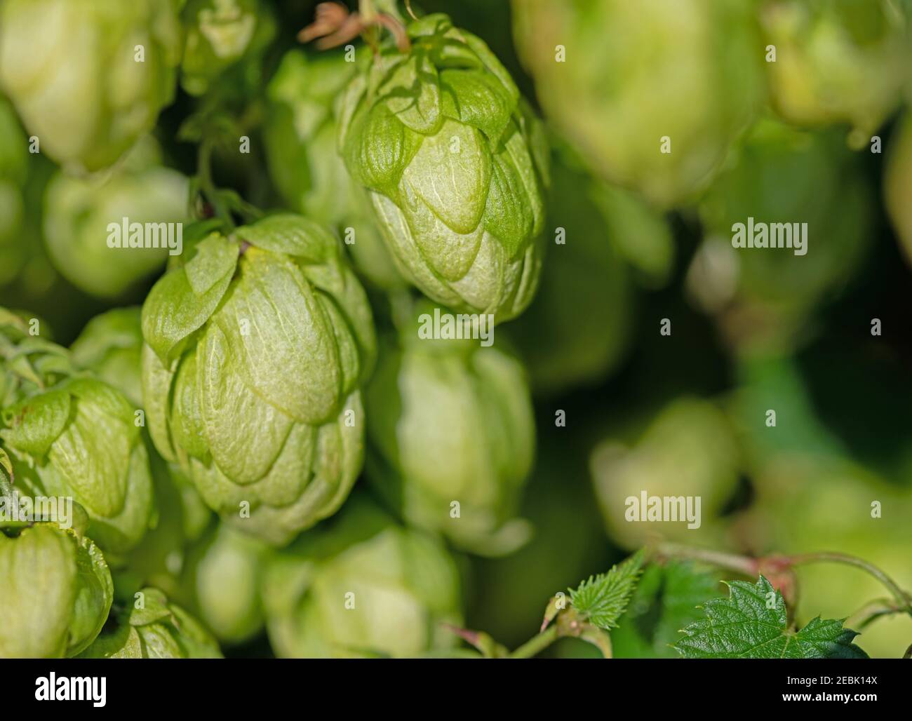 Female hop flowers, Humulus lupulus Stock Photo - Alamy
