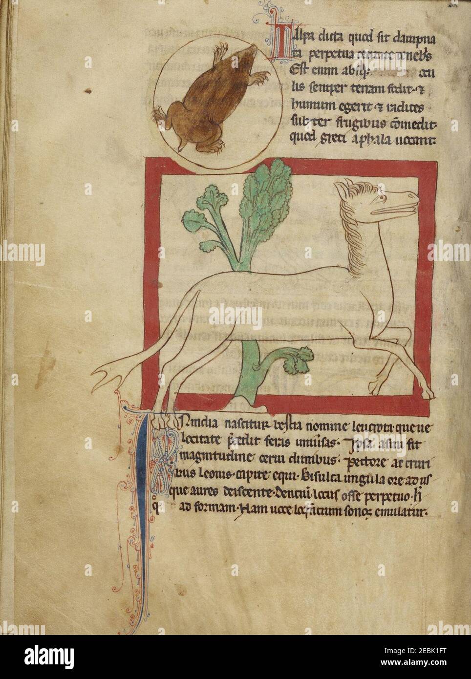 Northumberland Bestiary - A Mole; A Leucrota (f33v Stock Photo - Alamy