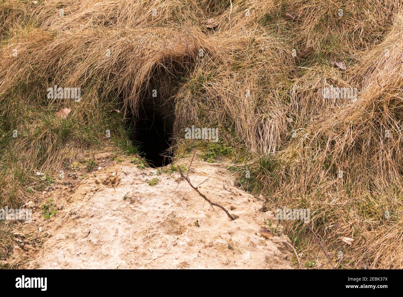 Foxhole hi-res stock photography and images - Alamy
